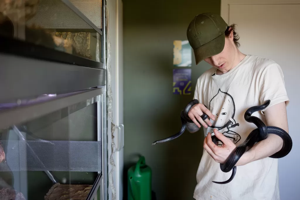 Kristoffer ble bitt av hoggorm. Nå har han fire slanger hjemme | HK-Nytt.no